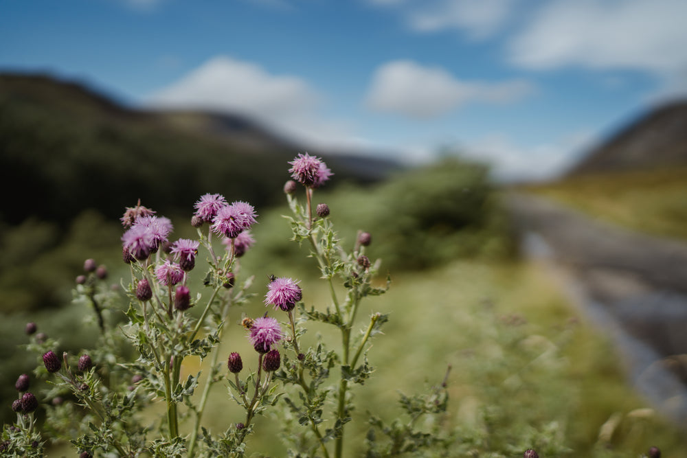 The Glenturret Walking Routes – The Glenturret Distillery
